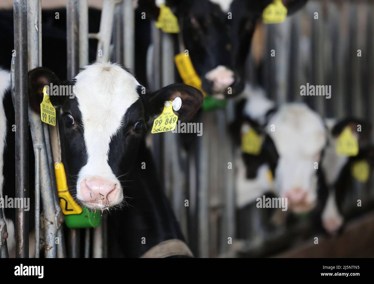 Kall, Germany. 25th Apr, 2022. Calves stand in the barn. Organic dairy ...