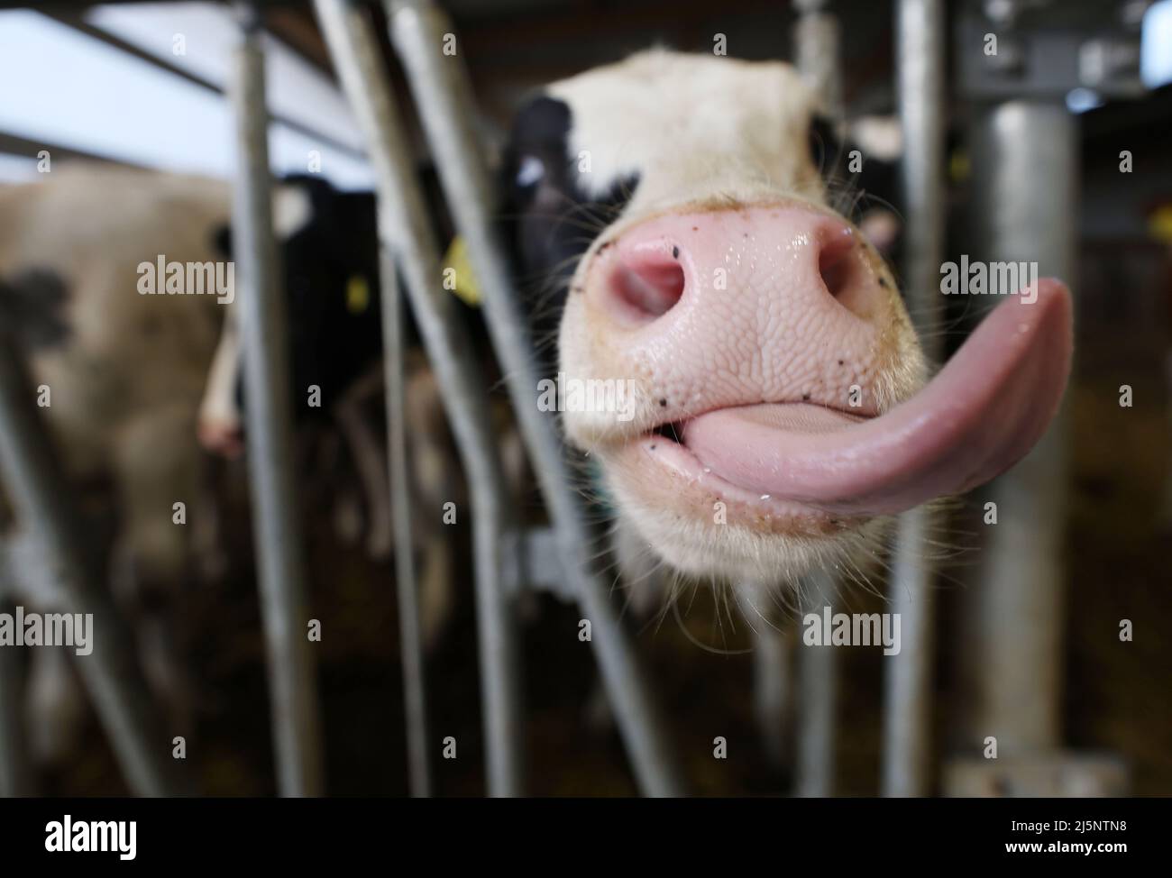 Kall, Germany. 25th Apr, 2022. A calf sticks out its tongue in the barn ...