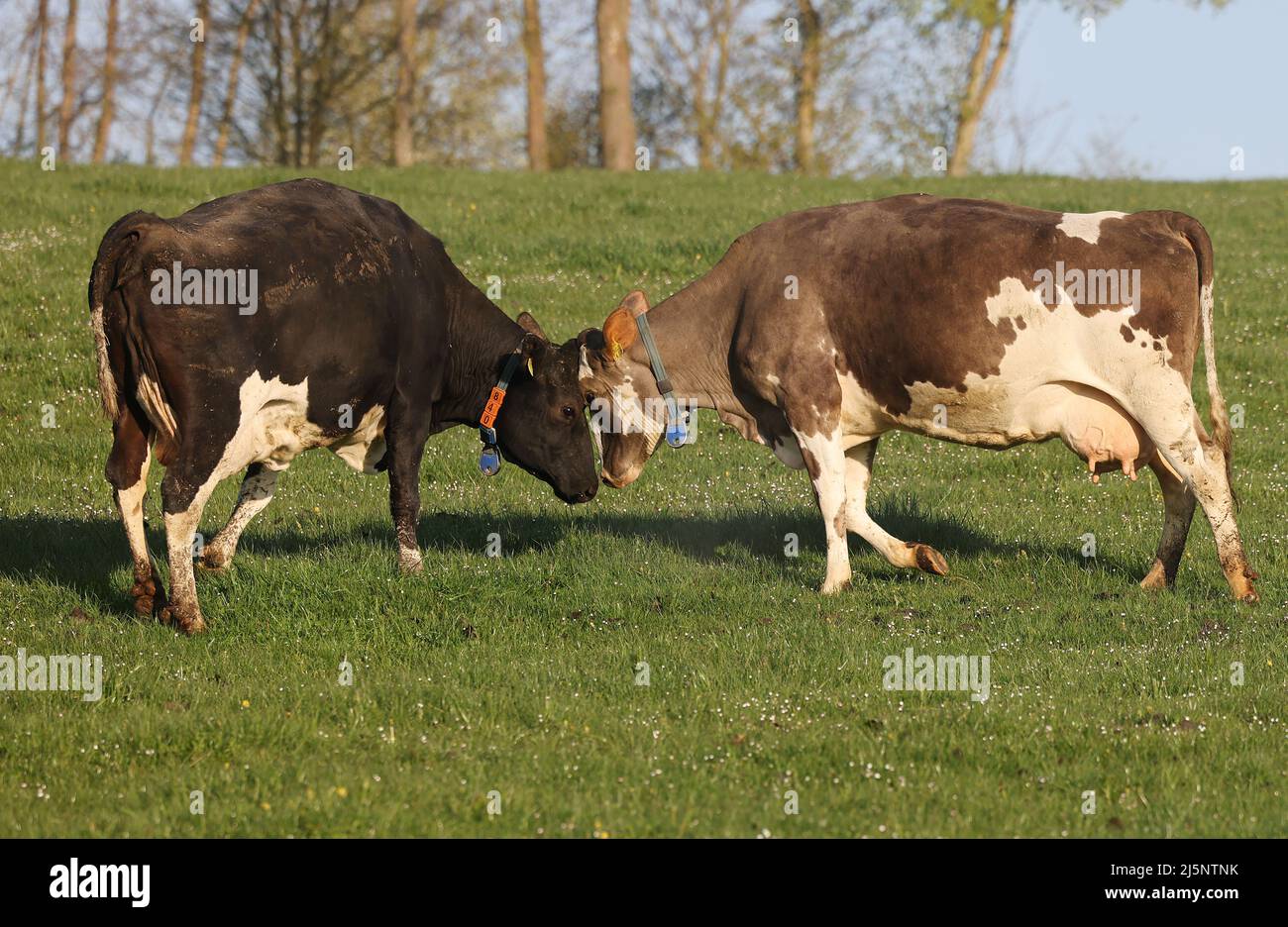 Kall, Germany. 25th Apr, 2022. Dairy cows fight on the pasture. Organic ...