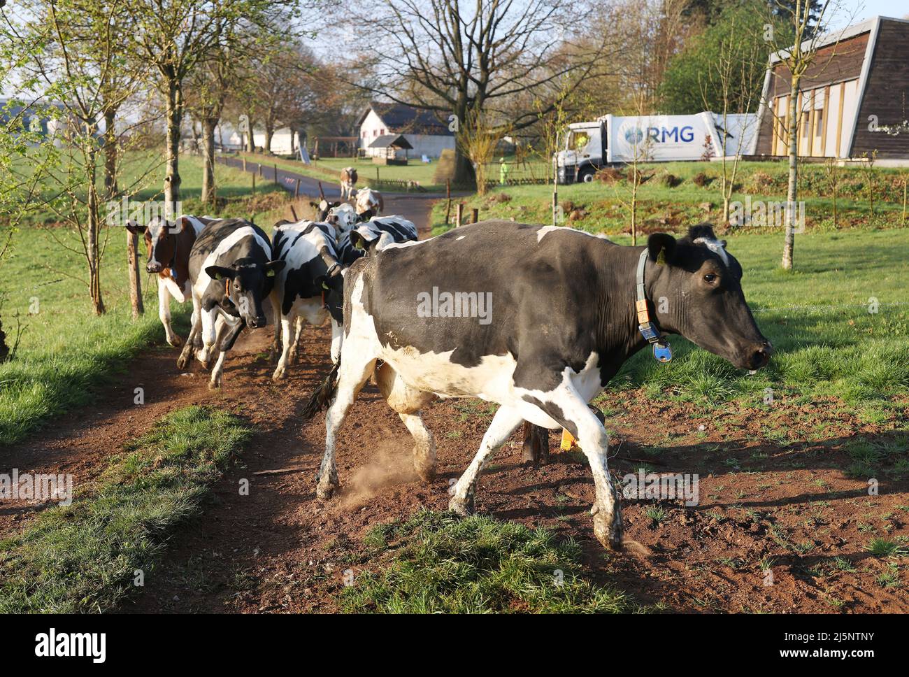 Kall, Germany. 25th Apr, 2022. Dairy cows run out to pasture in the ...