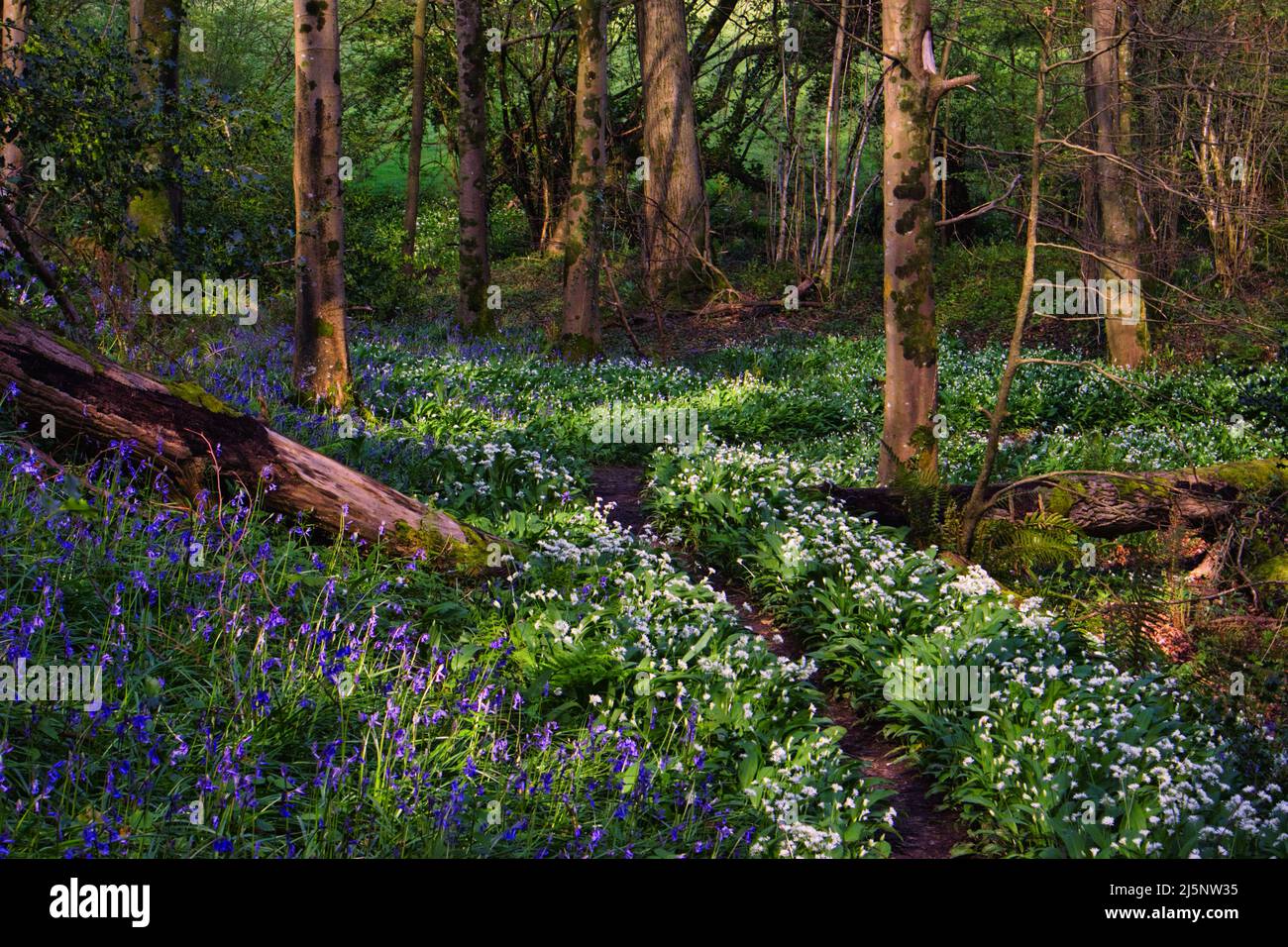 Wildflower path hi-res stock photography and images - Alamy