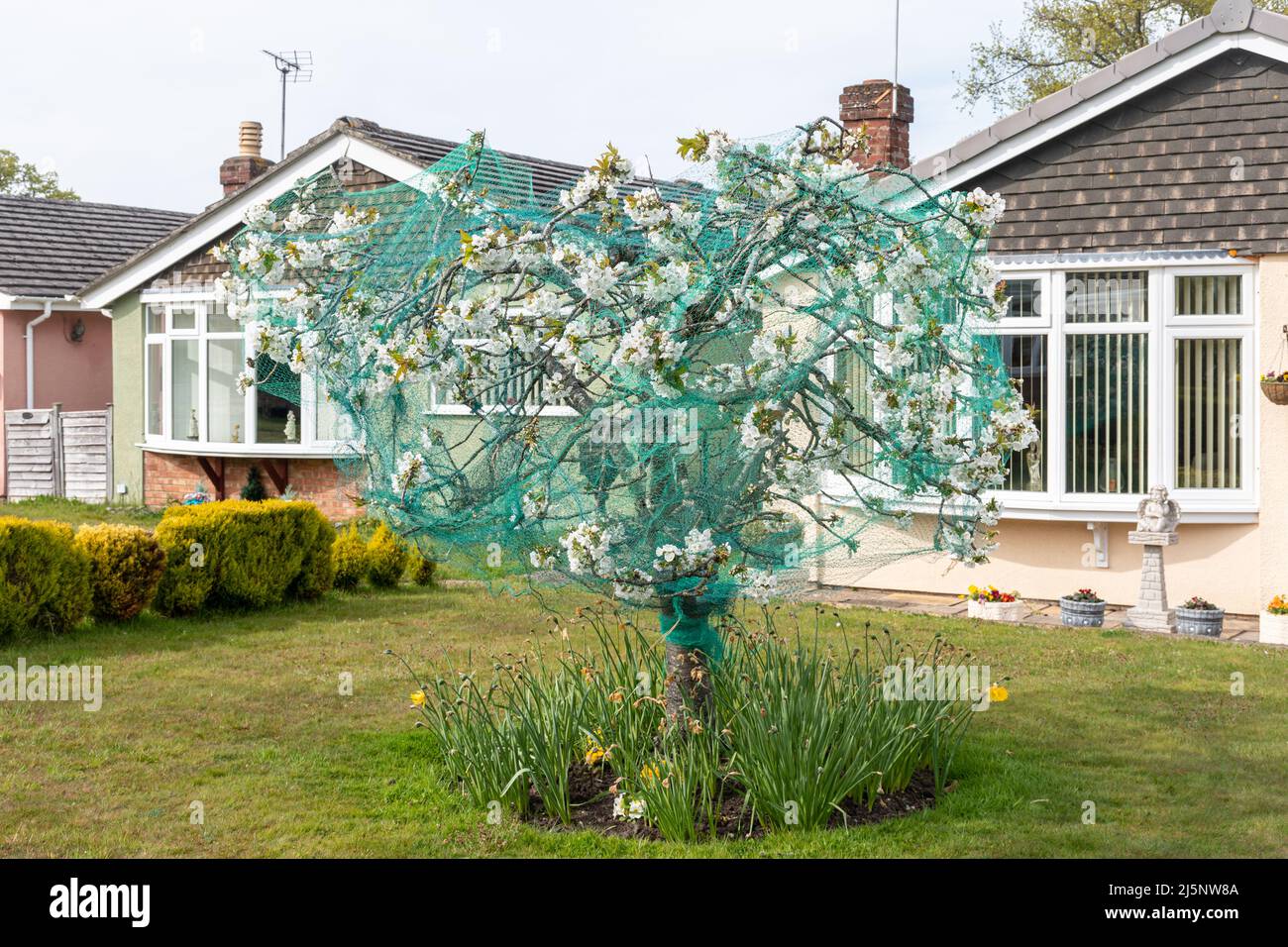 Cherry Tree Net