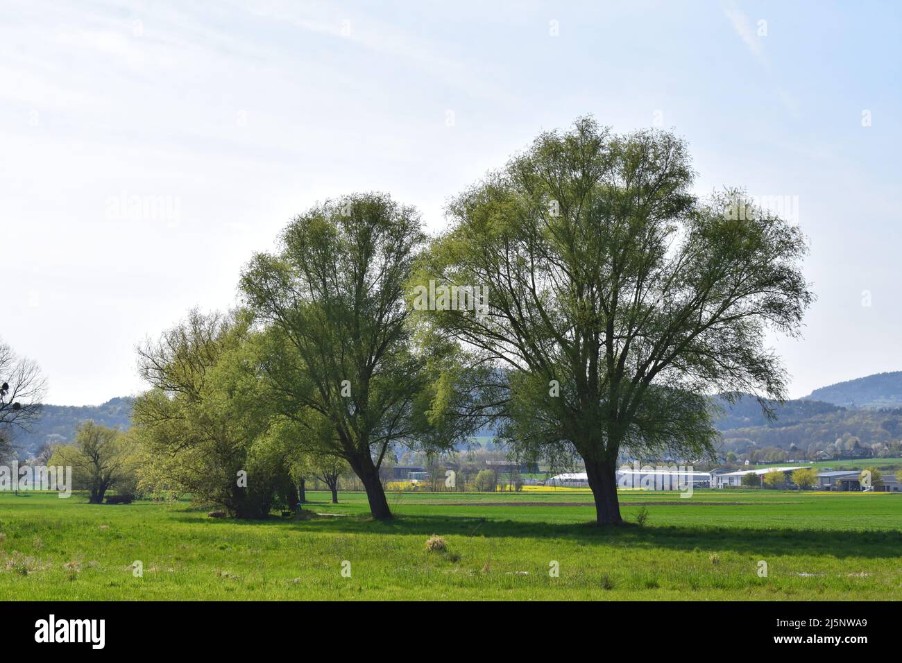 swamp tree in Thürer Wiesen Stock Photo - Alamy