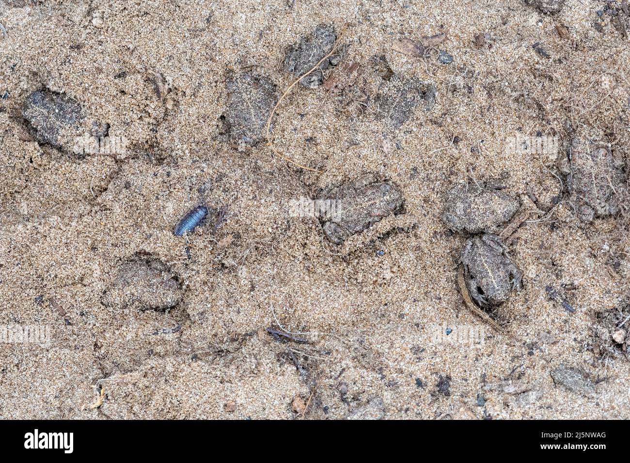 Natterjack toad (Epidalea calamita), several young natterjack toads ...