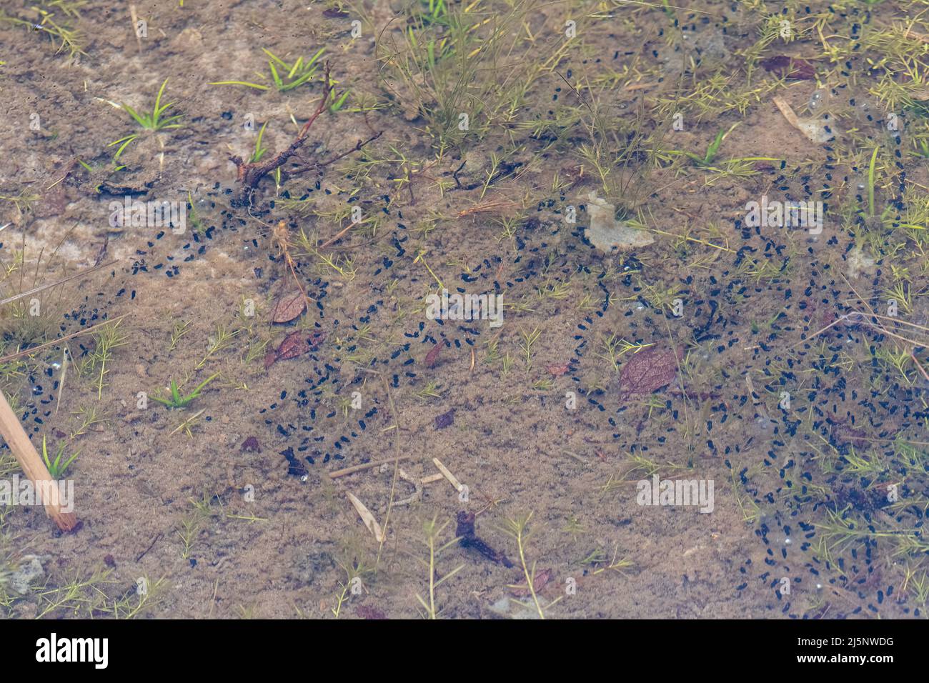 Toadspawn uk hi-res stock photography and images - Alamy