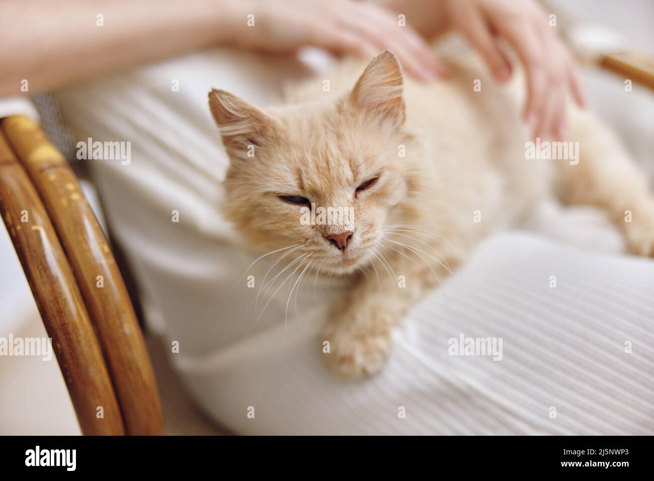 cat resting on a woman's legs pet love friendship Stock Photo - Alamy