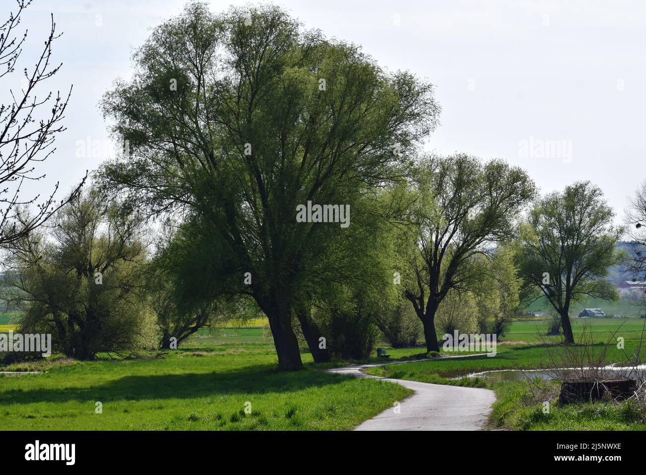 swamp tree in Thürer Wiesen Stock Photo - Alamy