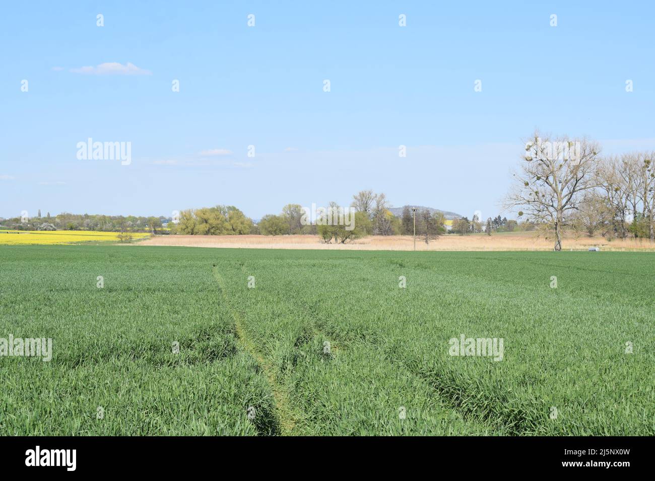 yellow fields around the swampland nature reserve Stock Photo - Alamy