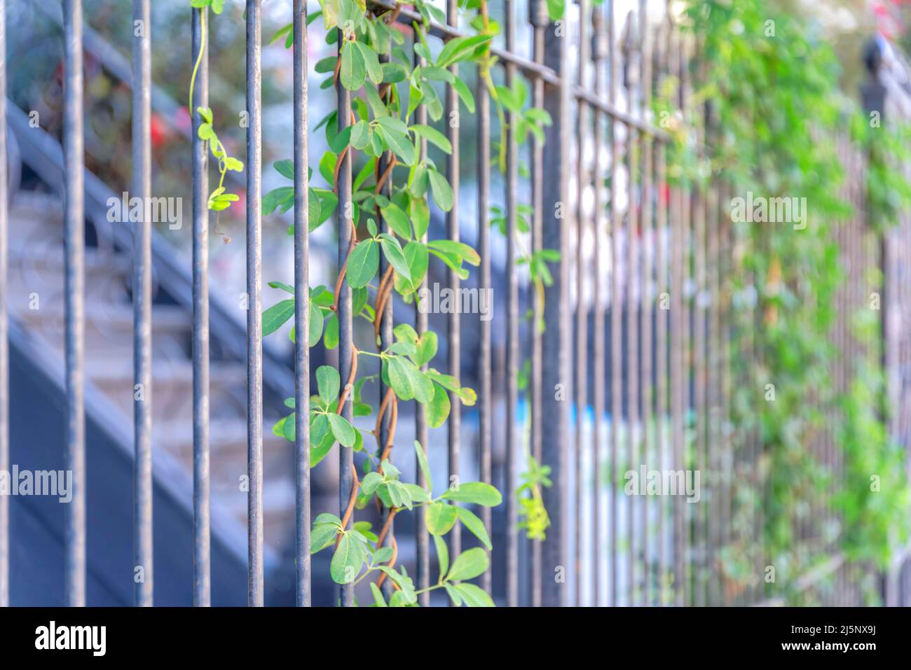 Crawling plants on a metal railings of a fence at San Francisco ...