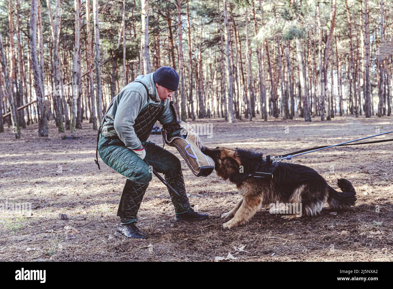 German Shepherd holds bite sleeve in its mouth. An adult male swings to ...