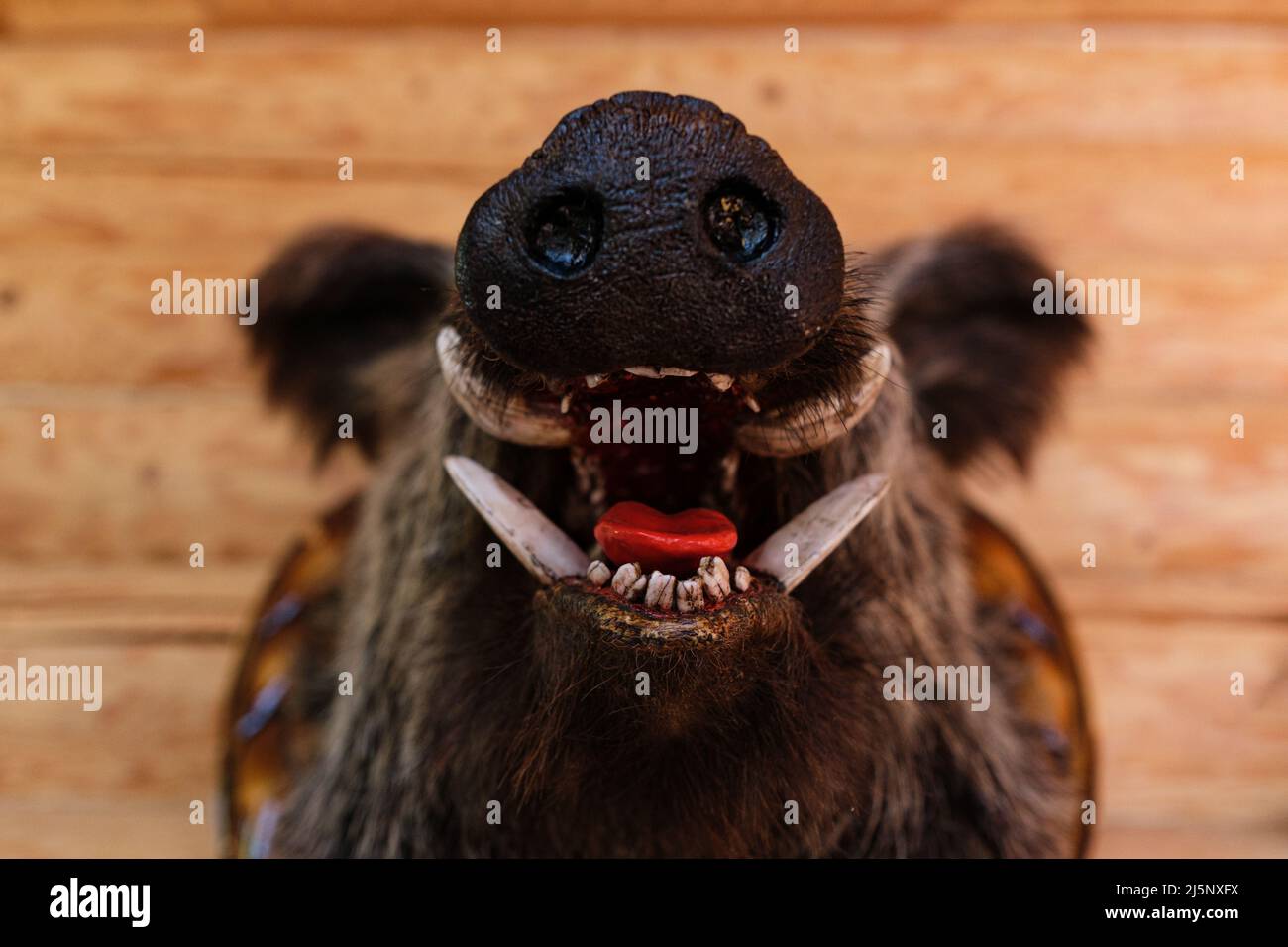 Hunting trophy. Terrible scary monster with creepy smile, crooked teeth ...