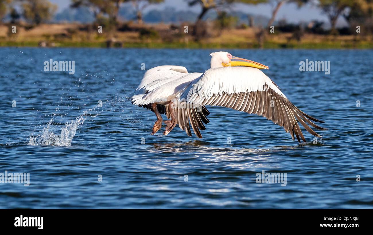 Great white pelican, Pelicanus Onocrotatus, takes off from the blue ...