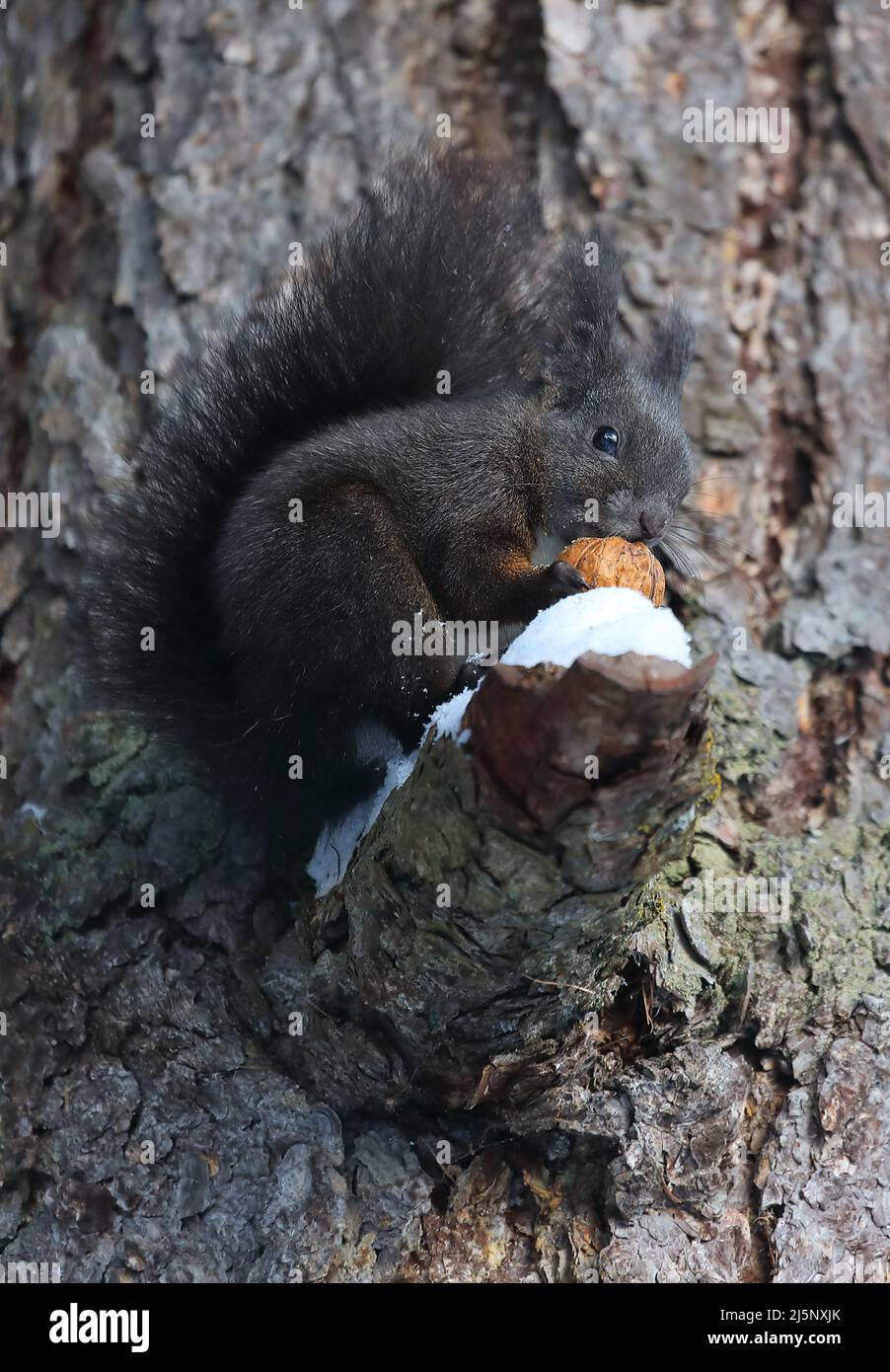 Squirrel - Sciurus vulgaris. Squirrel has a bushy tail, which helps her ...