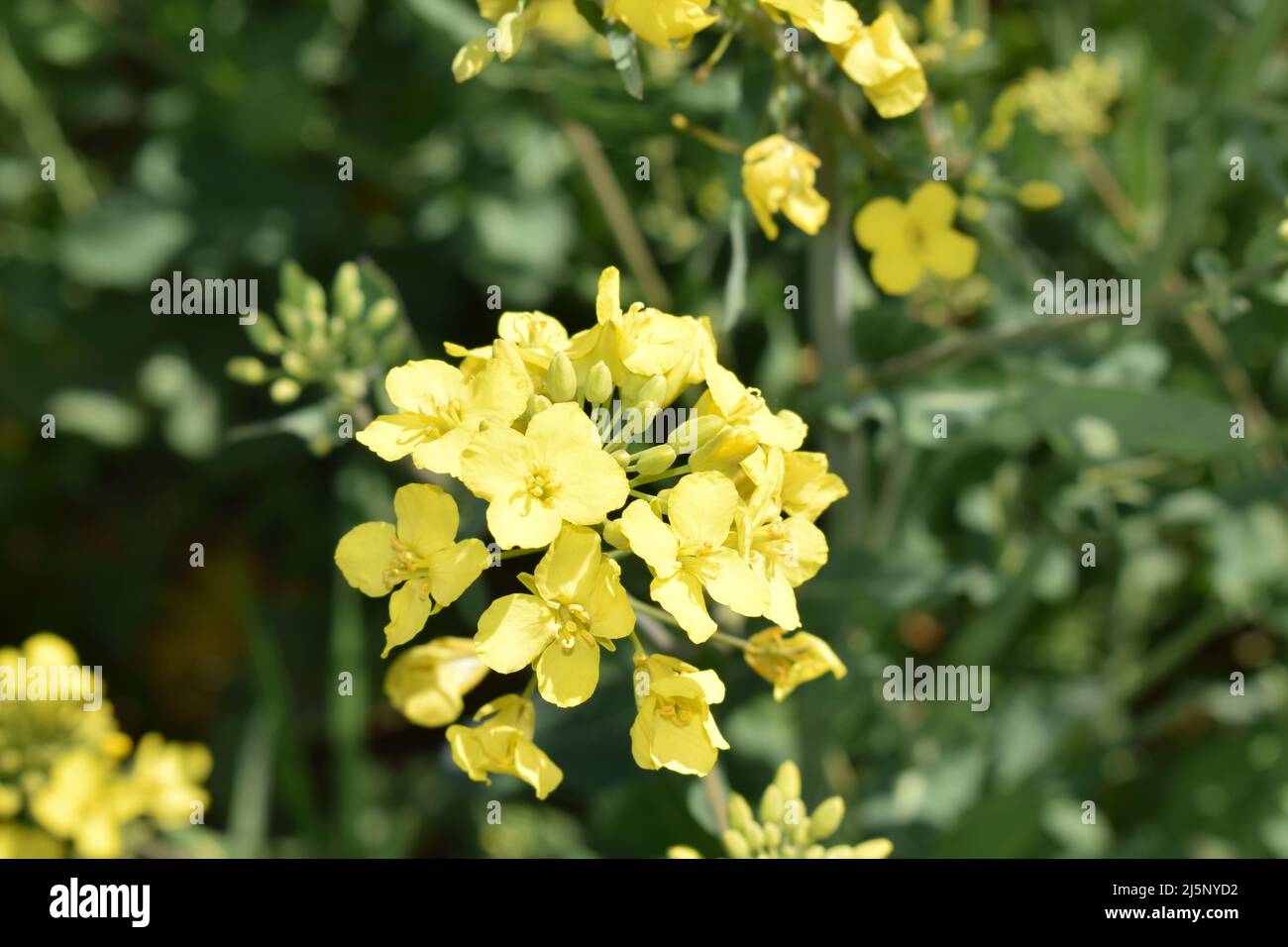 oilseed flower, Raps Stock Photo - Alamy