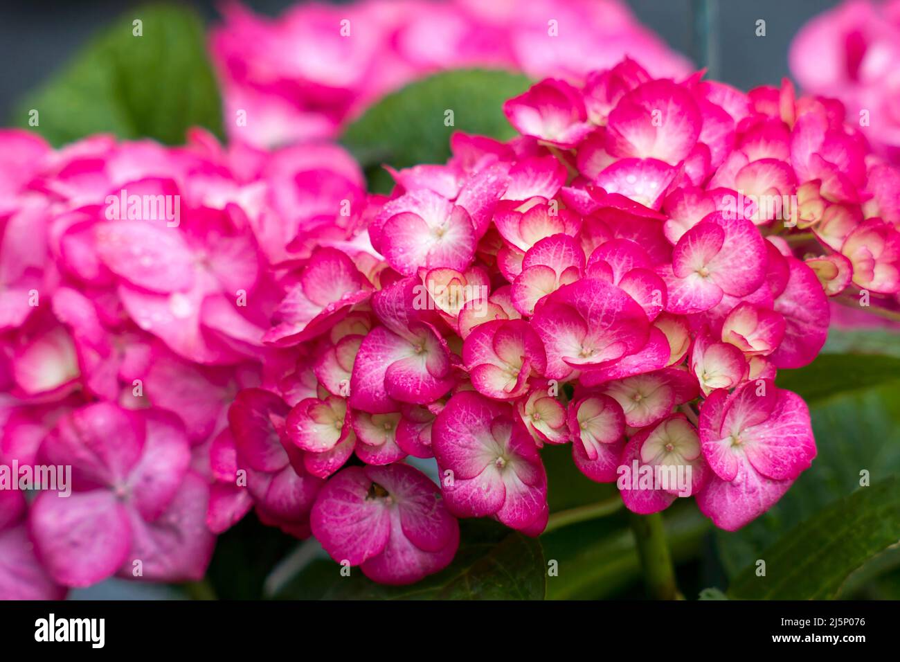 Pink flowers in focus hi-res stock photography and images - Alamy