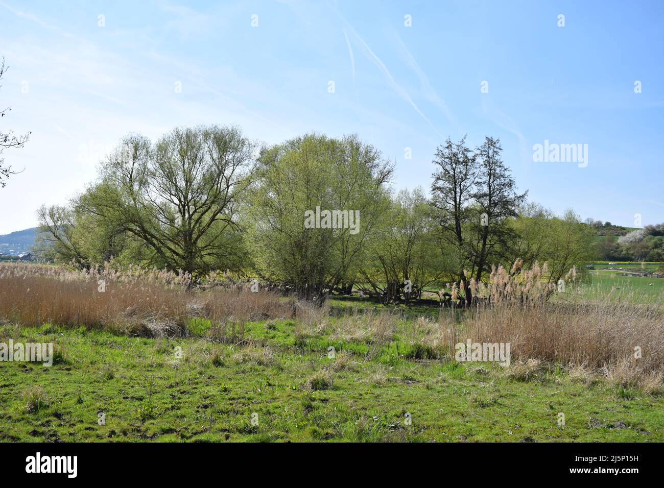 swamp trees and reed Stock Photo - Alamy