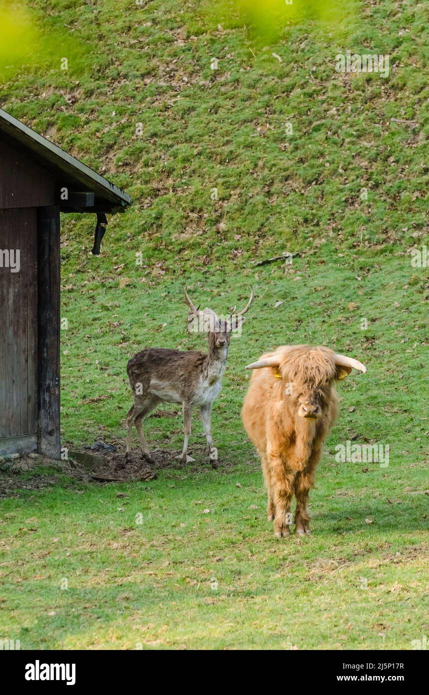 Adult highland cattle hi-res stock photography and images - Alamy