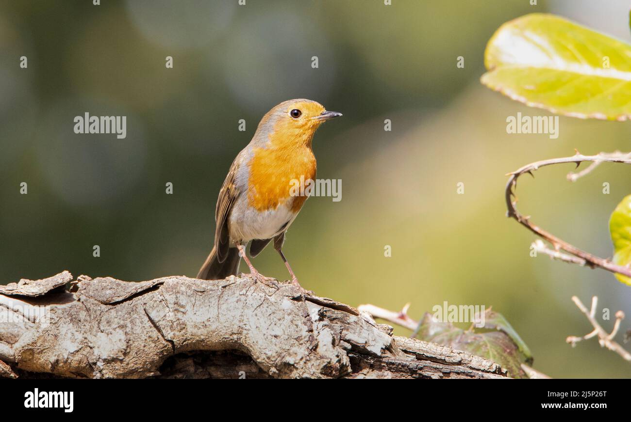 European robin, perched above a British Garden, Spring 2022 Stock Photo ...