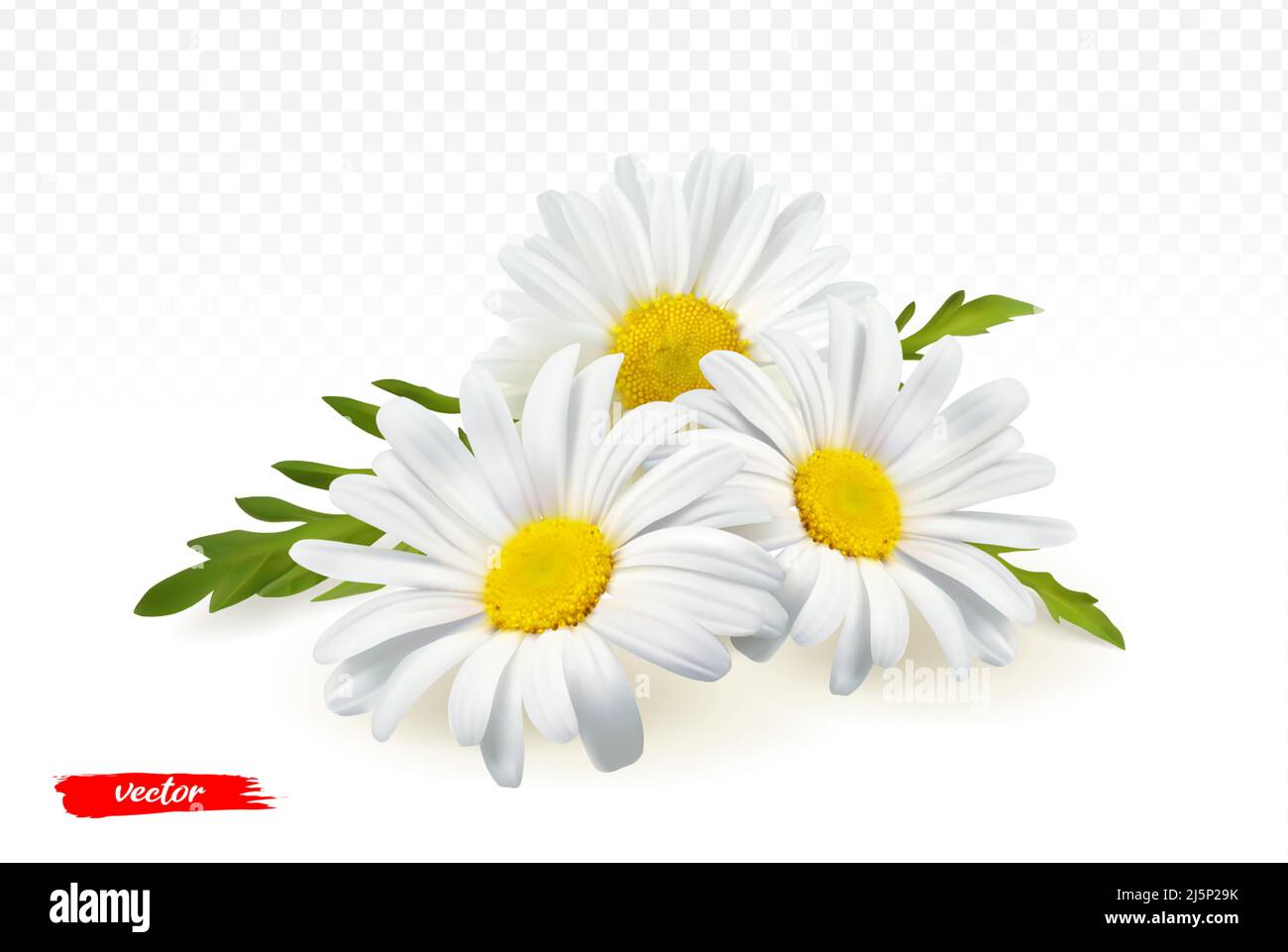 Chamomile flowers isolated on transparent background. Realistic vector ...
