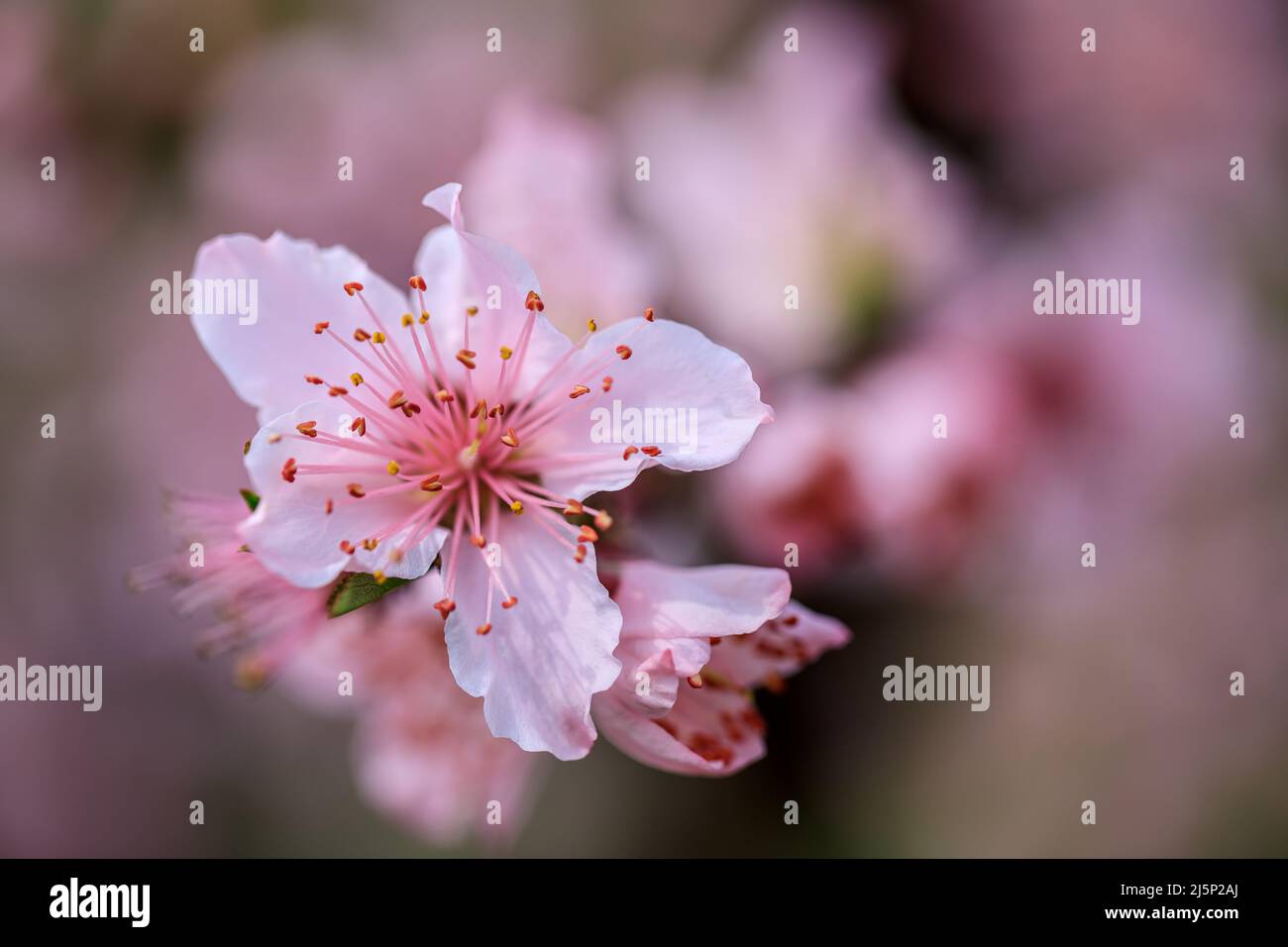Peach blossom season hi-res stock photography and images - Alamy