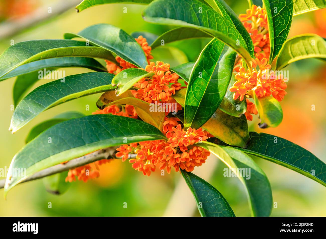 Beautiful osmanthus blooms on the osmanthus tree Stock Photo - Alamy