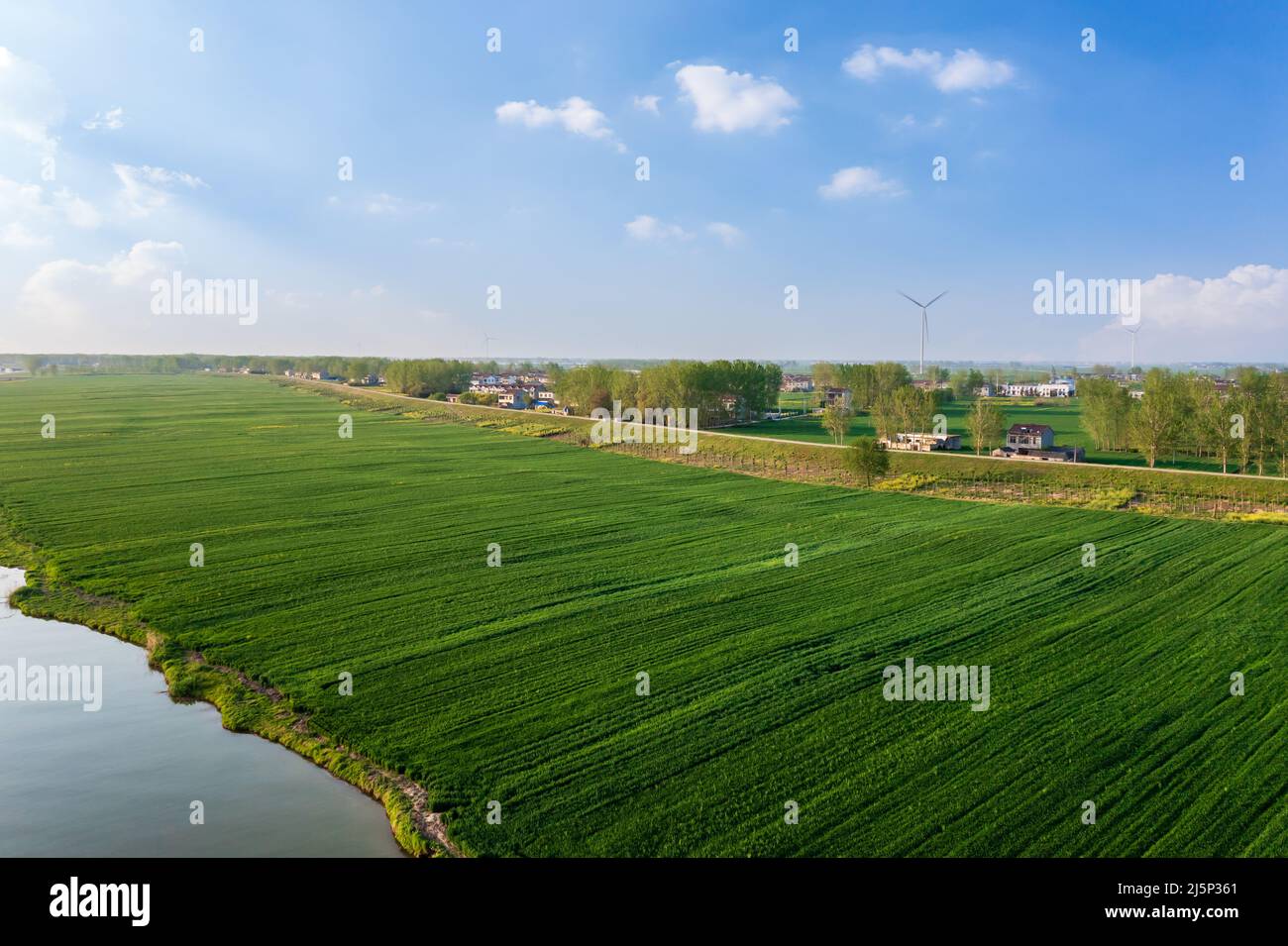 Aerial view of green wheat field natural landscape in China, Asia ...