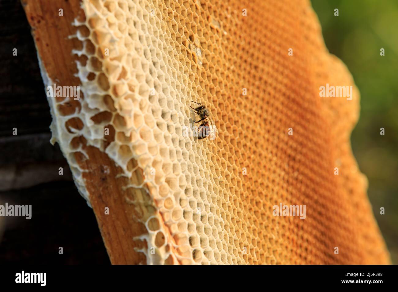 A bee on the hive. Bee hive background texture and pattern. selective ...