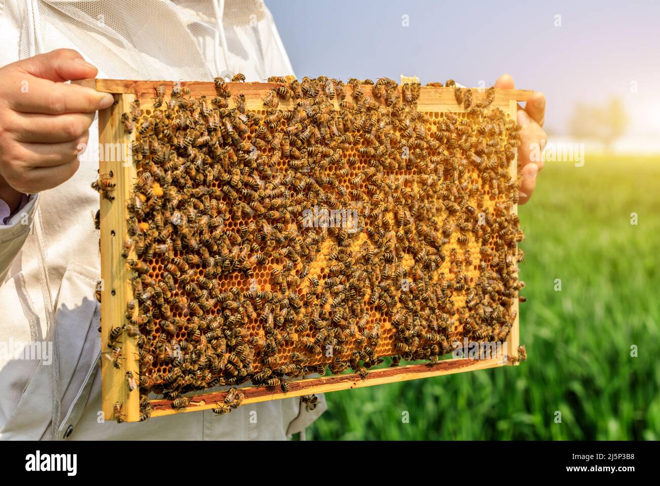Beekeeper harvests honey. A hive full of bees. Beekeeper inspects the ...