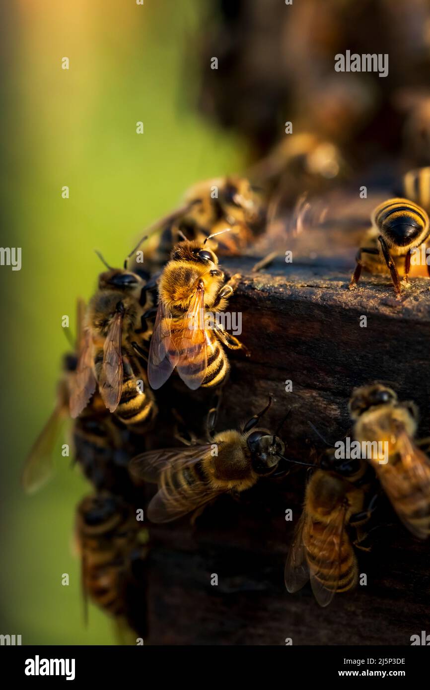Honeycomb bees hi-res stock photography and images - Alamy
