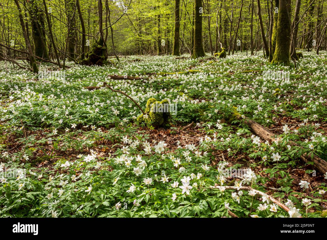 Carpets of spring Wood Anemones during April deep within Beckley woods ...
