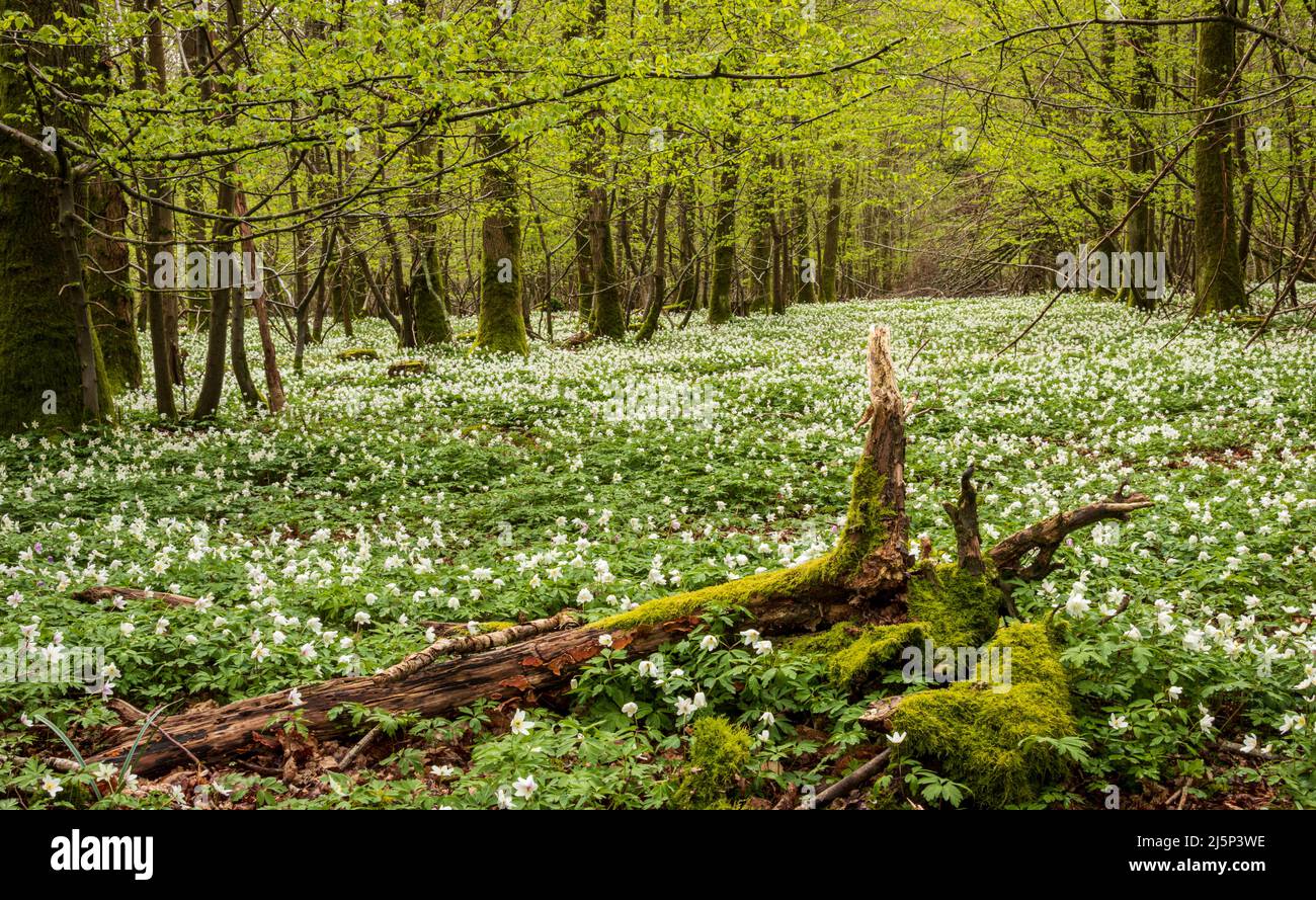 Carpets of spring Wood Anemones during April deep within Beckley woods ...