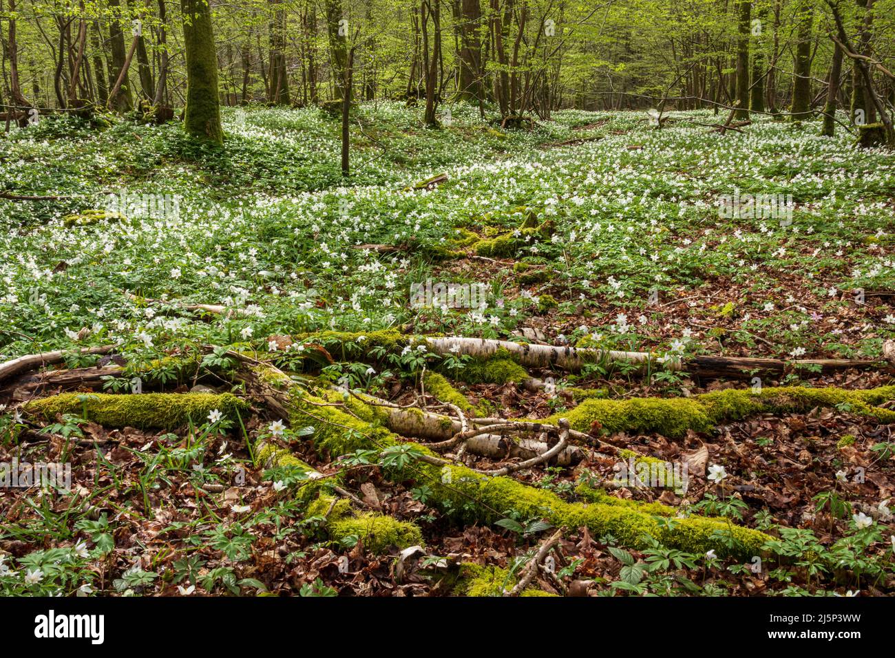 Carpets of spring Wood Anemones during April deep within Beckley woods ...