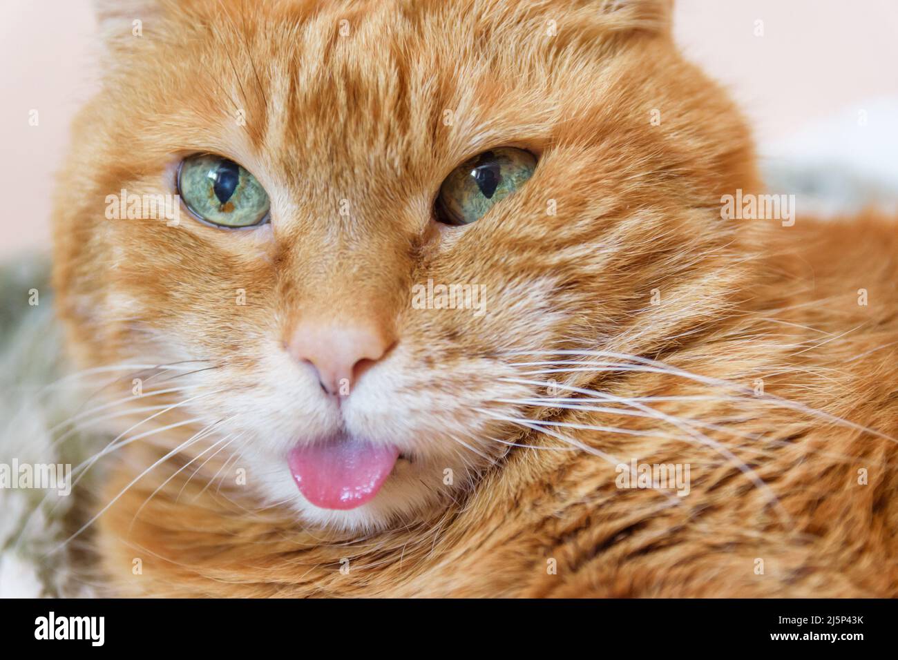 Funny red cat looking somewhere and showing its tongue Stock Photo - Alamy