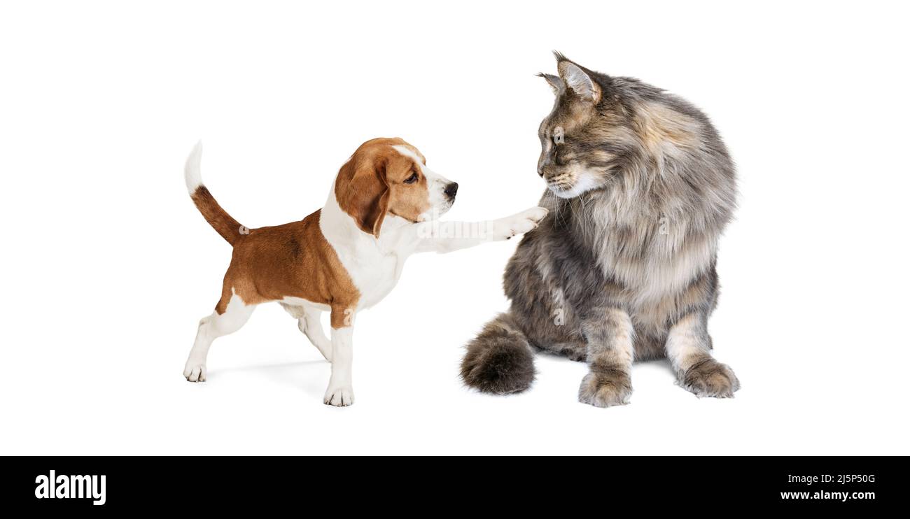 Big and small pets. Portrait of adorable cat and cute little puppy ...