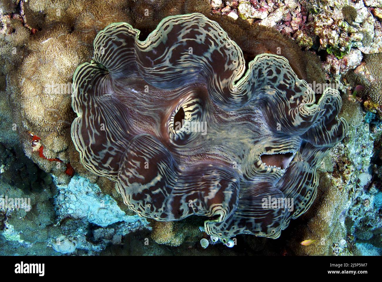 Elongated giant clam (Tridacna maxima), Sulawesi, Moluccan sea ...