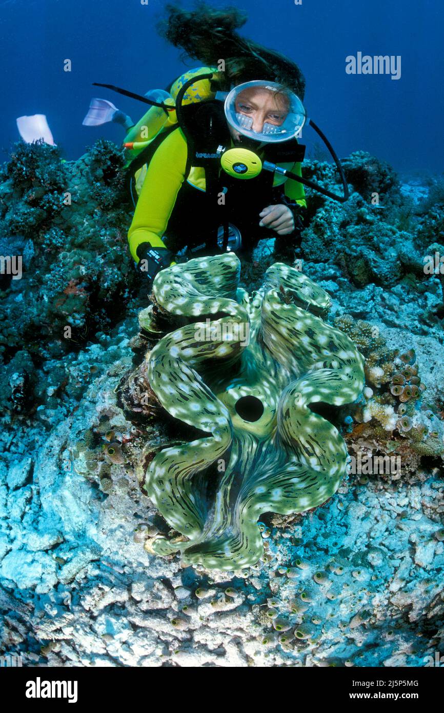 Giant clam scuba diving diver hi-res stock photography and images - Alamy