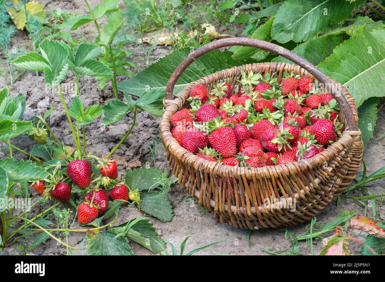 Uniform crop growth hi-res stock photography and images - Alamy