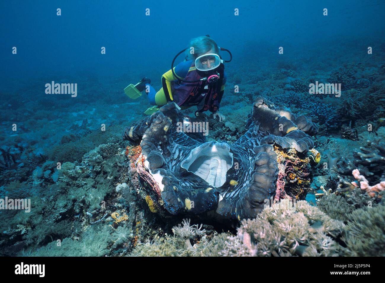 Scuba diver looks on a big True giant clam or Killer clam (Tridacna ...