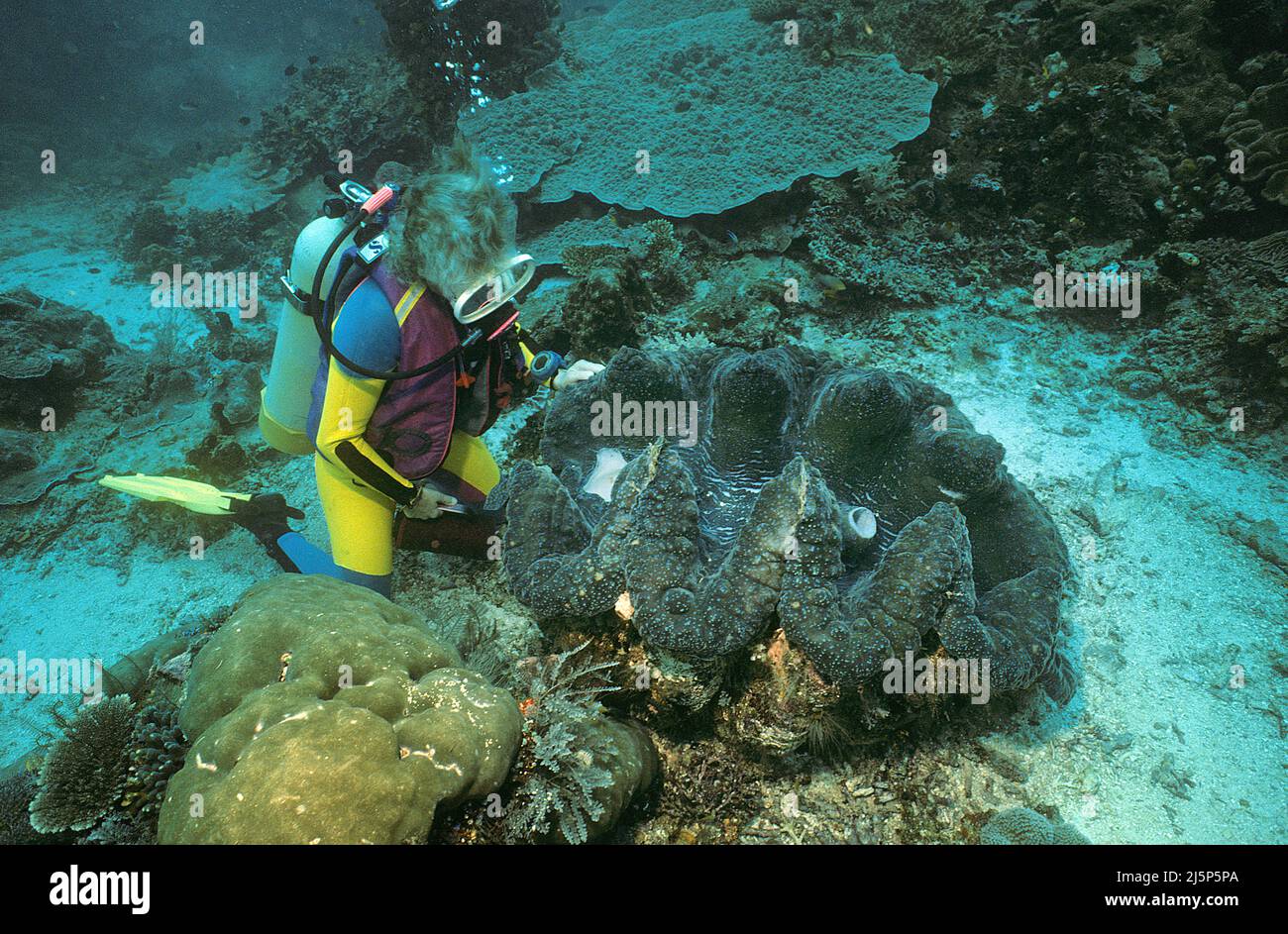True giant clam hi-res stock photography and images - Alamy