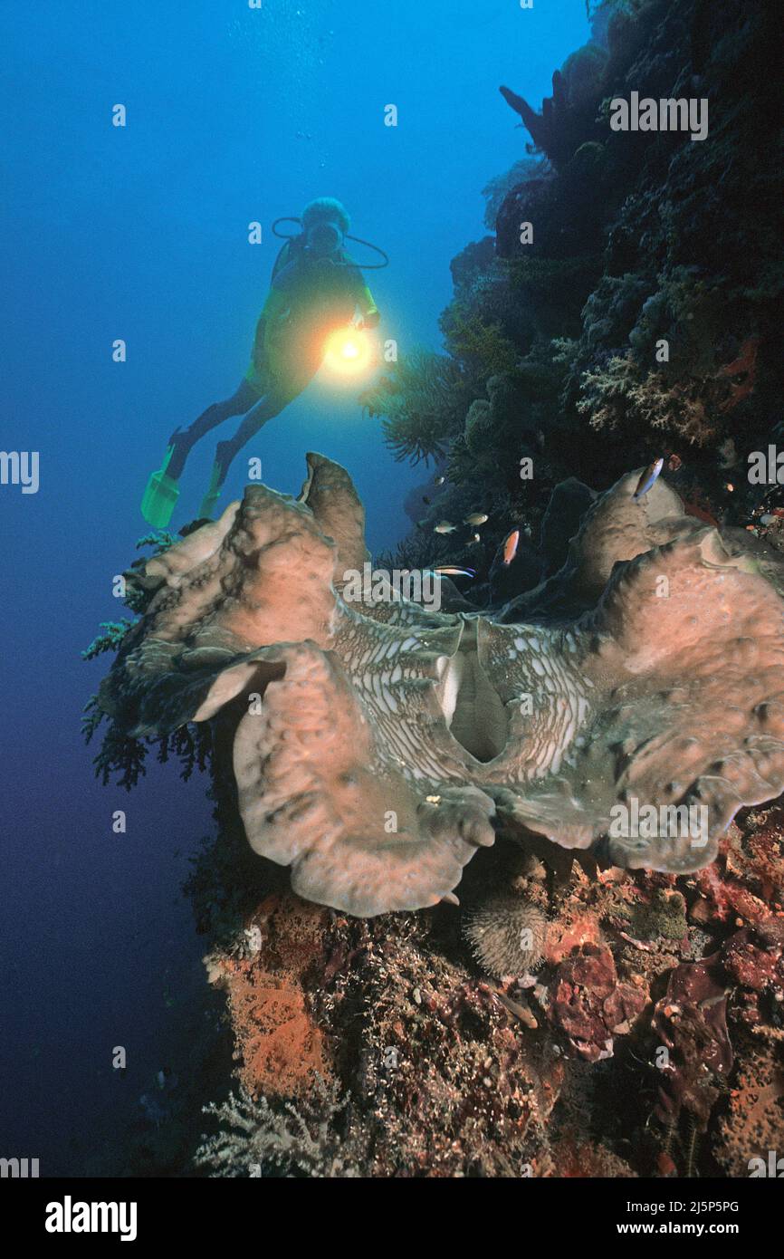 Giant clam scuba diving diver hi-res stock photography and images - Alamy
