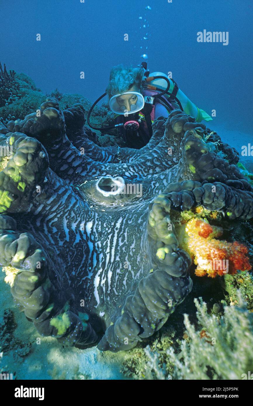 Scuba diver looks on a big True giant clam or Killer clam (Tridacna ...