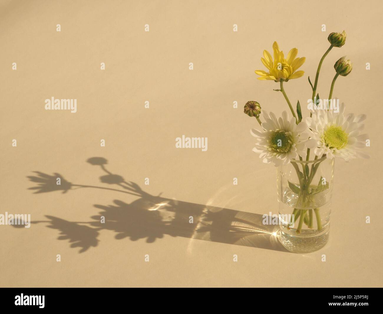 Buff background hi-res stock photography and images - Alamy