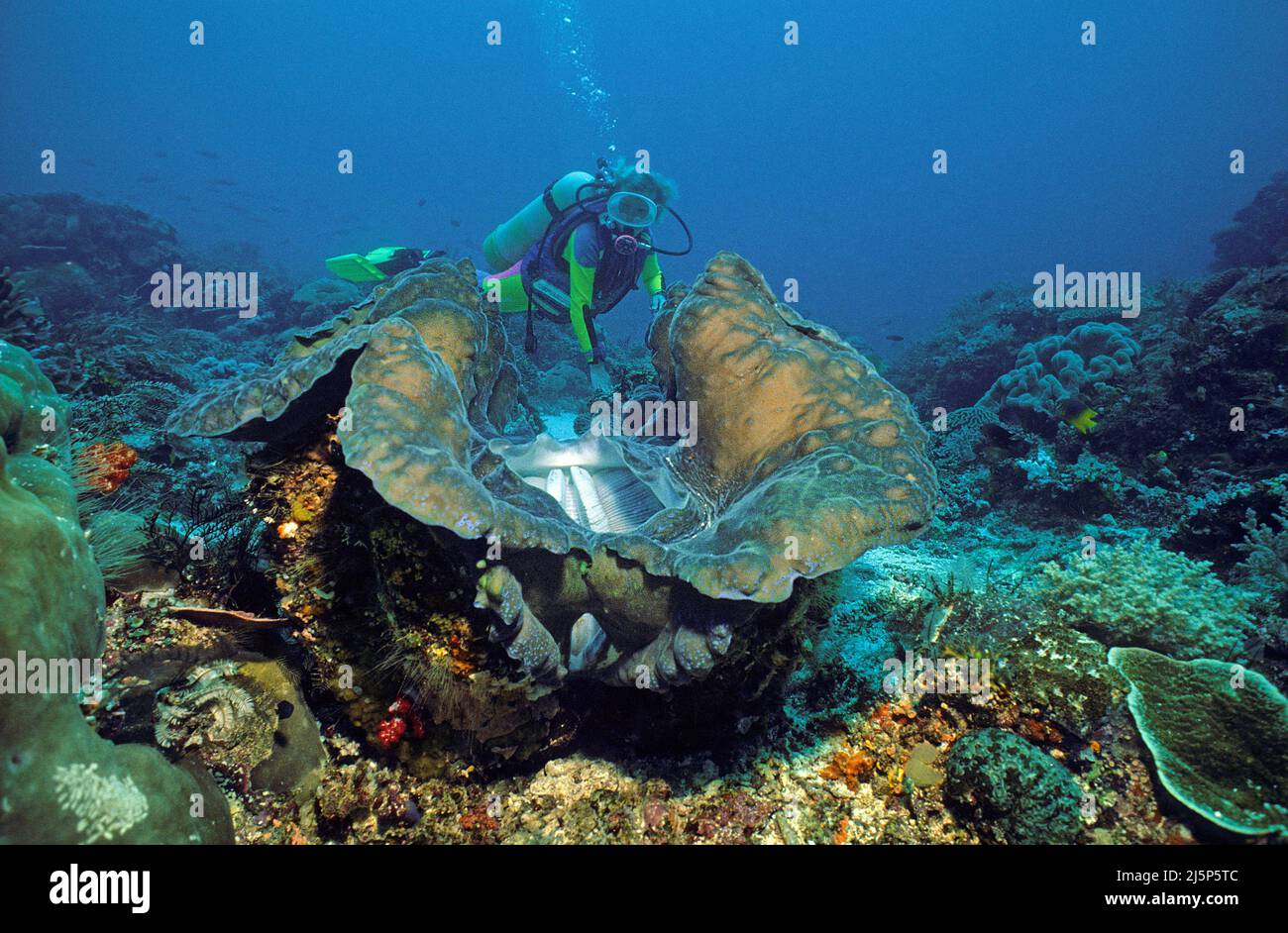 Scuba diver looks on a big True giant clam or Killer clam (Tridacna ...