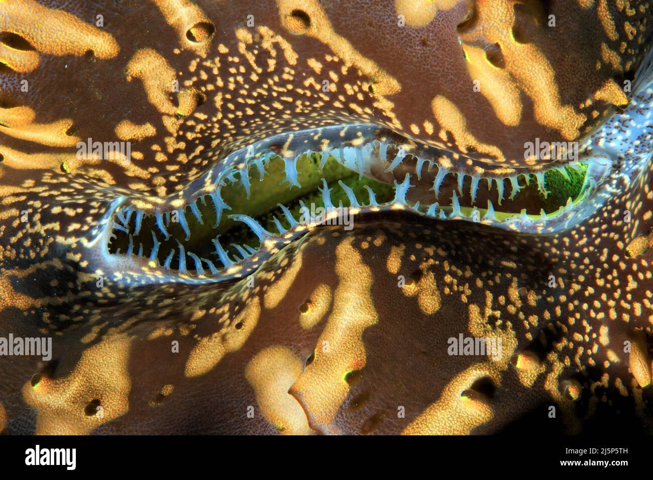 Detail of a Fluted Giant clam (Tridacna squamosa), Maldives, Indian ...
