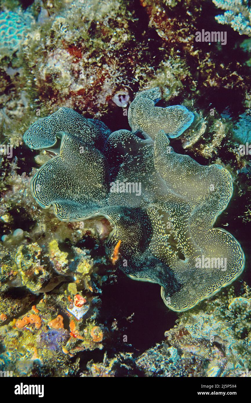 Fluted Giant clam (Tridacna squamosa) in a coral reef, Maldives, Indian ...