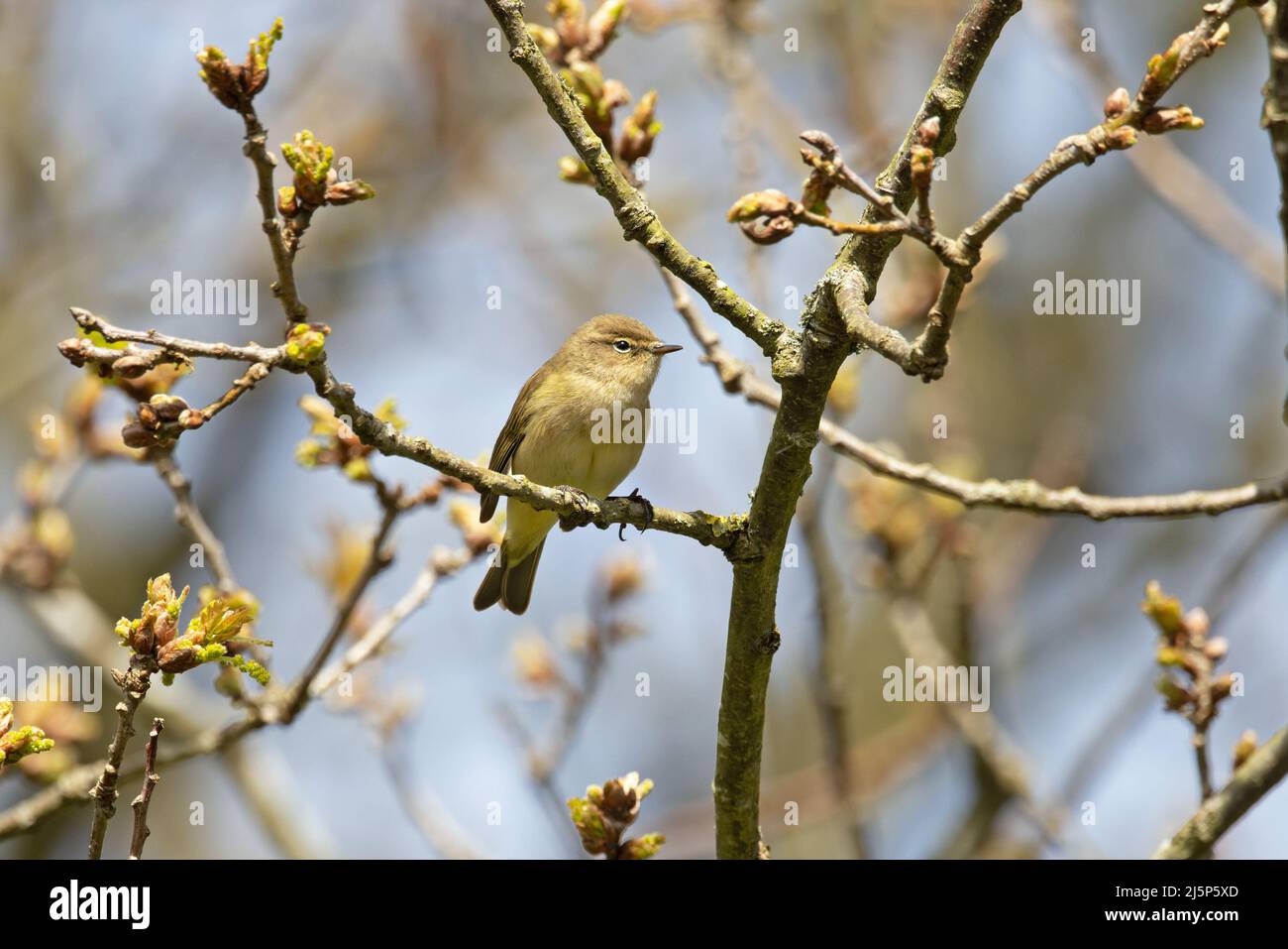 Common Chiffchaff (Phylloscopus collybita) Norwich GB UK April 2022 ...