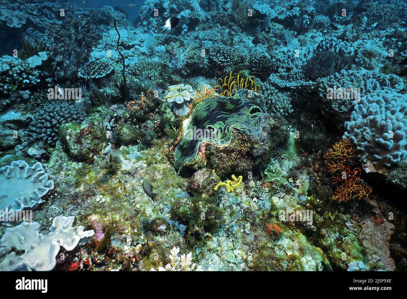 Fluted Giant clam (Tridacna squamosa) in a coral reef, Maldives, Indian ...