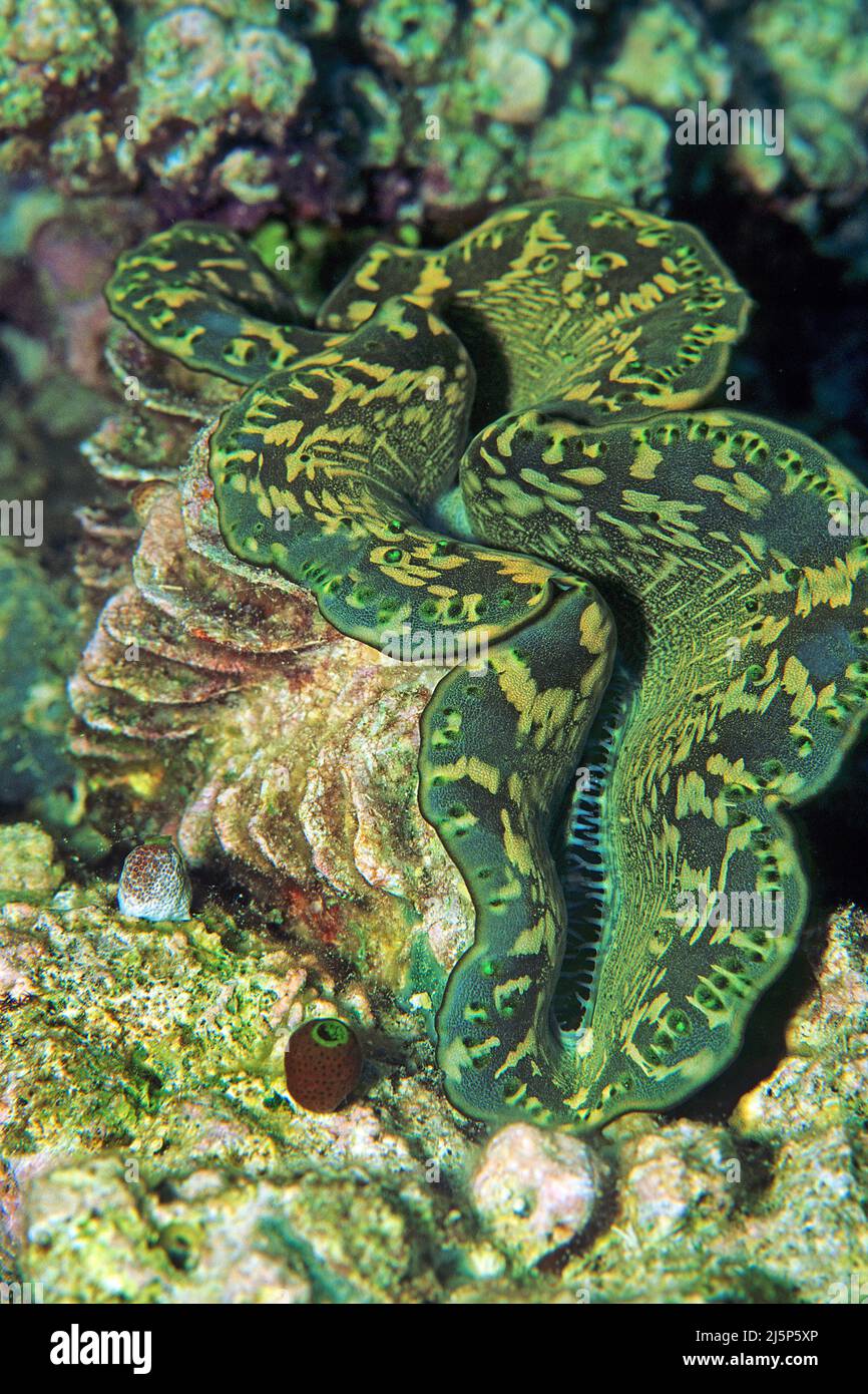 Fluted Giant clam (Tridacna squamosa) in a coral reef, Maldives, Indian ...