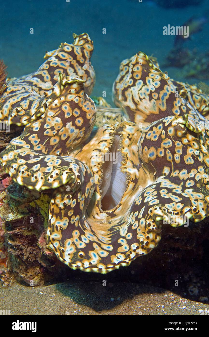 Fluted Giant clam (Tridacna squamosa) in a coral reef, Negros ...