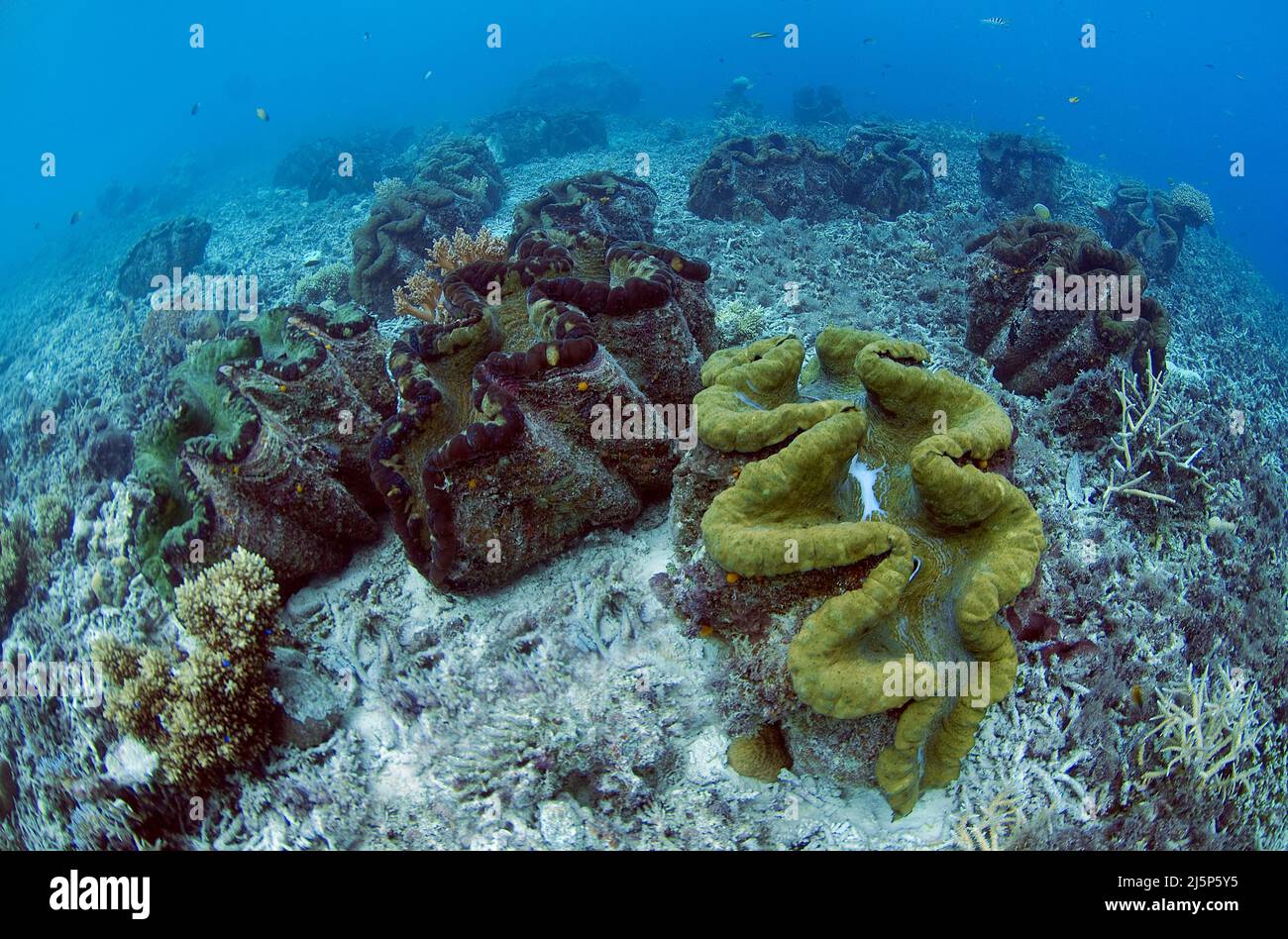 Huge clams hi-res stock photography and images - Alamy